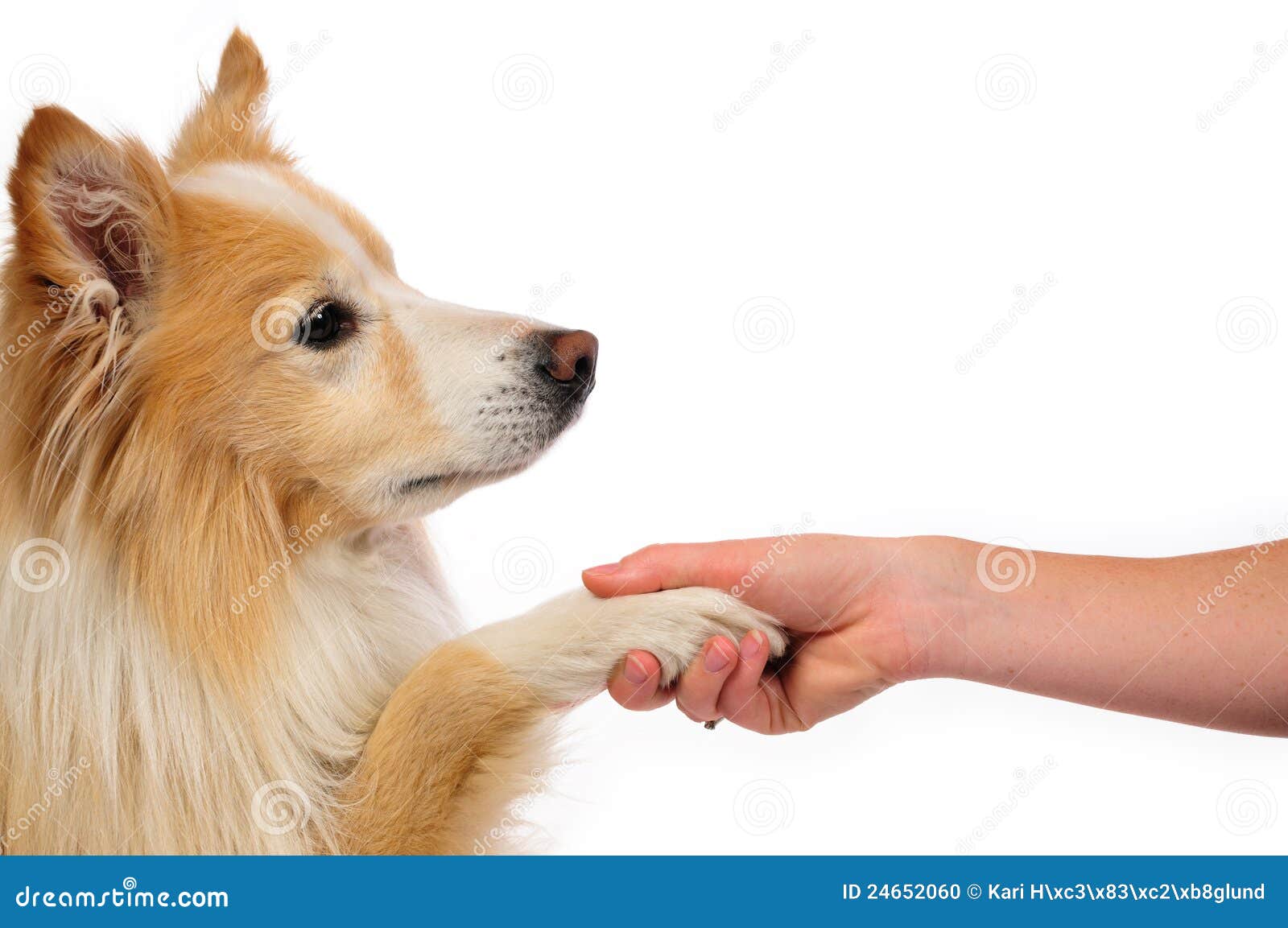 Handshake stock photo. Image of domestic, canine, pets - 24652060