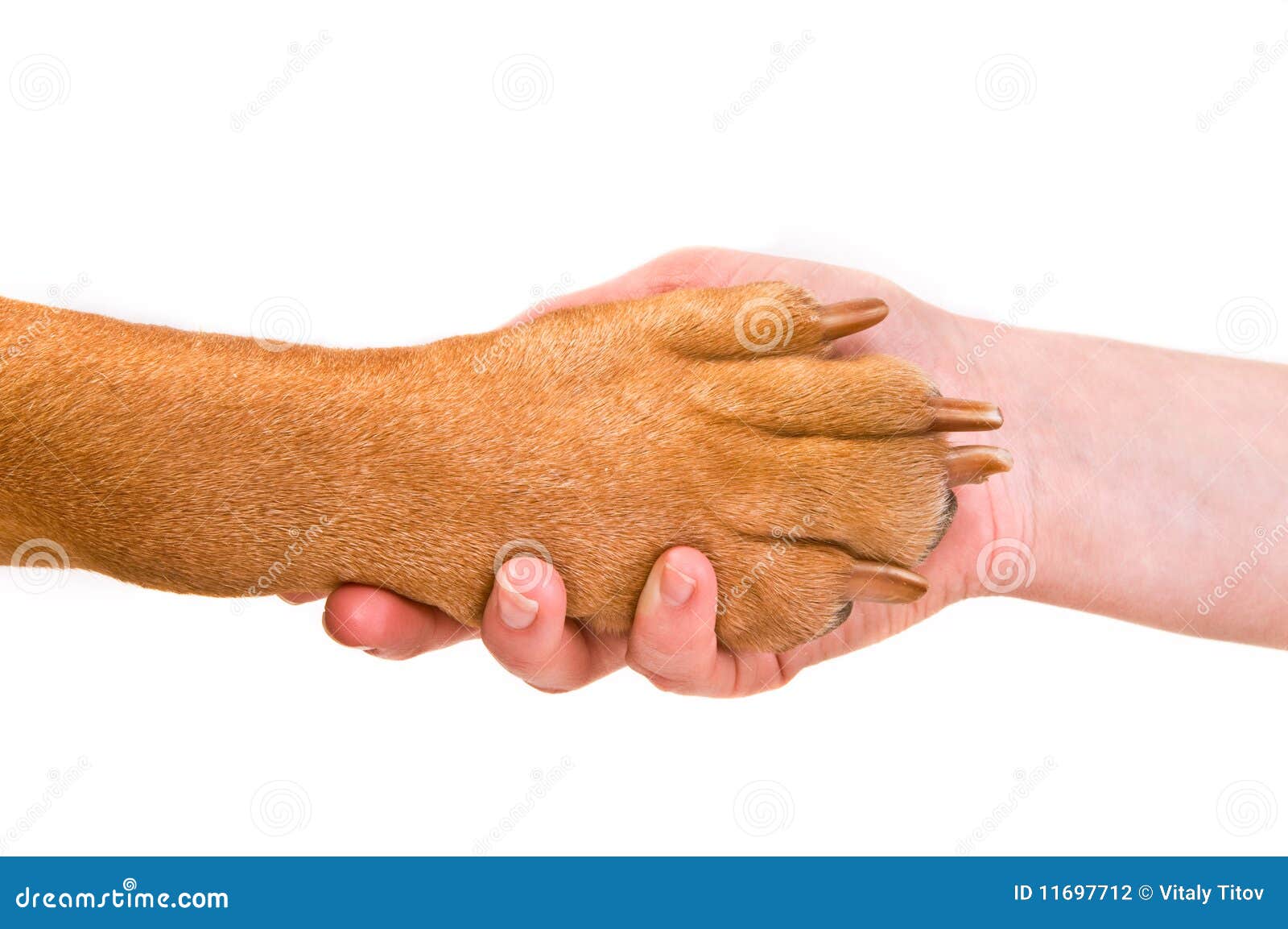 Handshake with a Dog stock photo. Image of female, handshake - 11697712