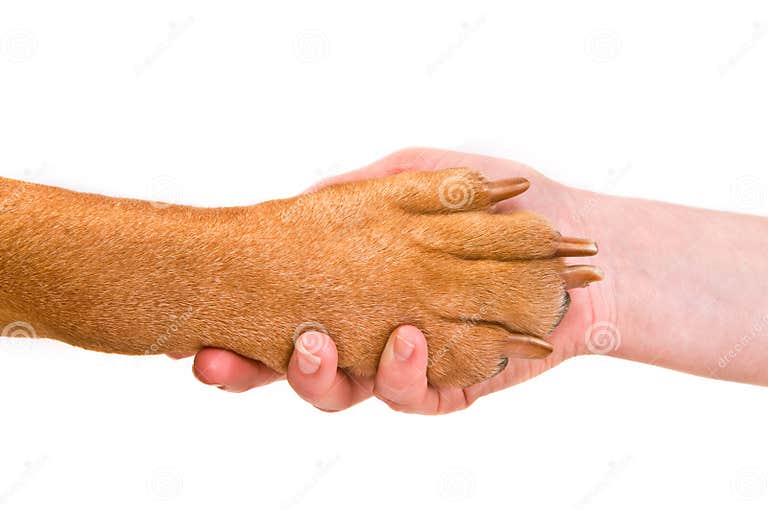 Handshake with a Dog stock photo. Image of female, handshake - 11697712