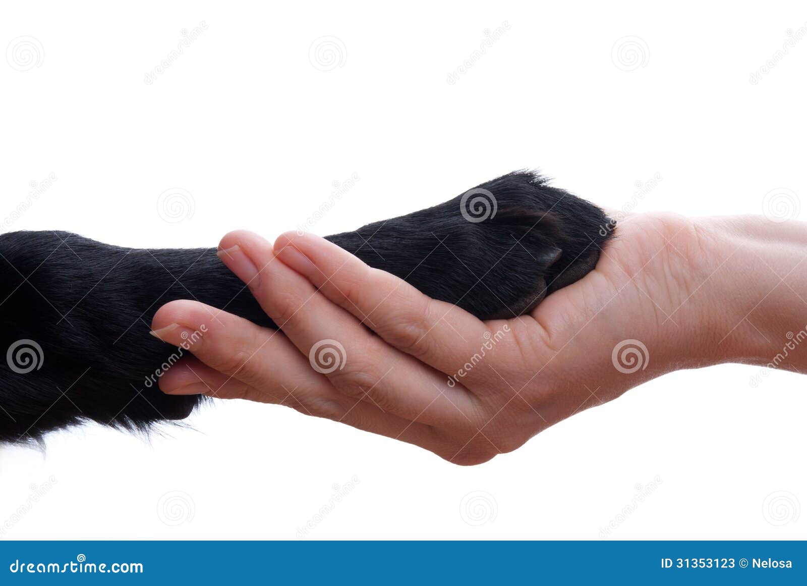 Handshake between Dog and Hand Stock Image - Image of assistance ...