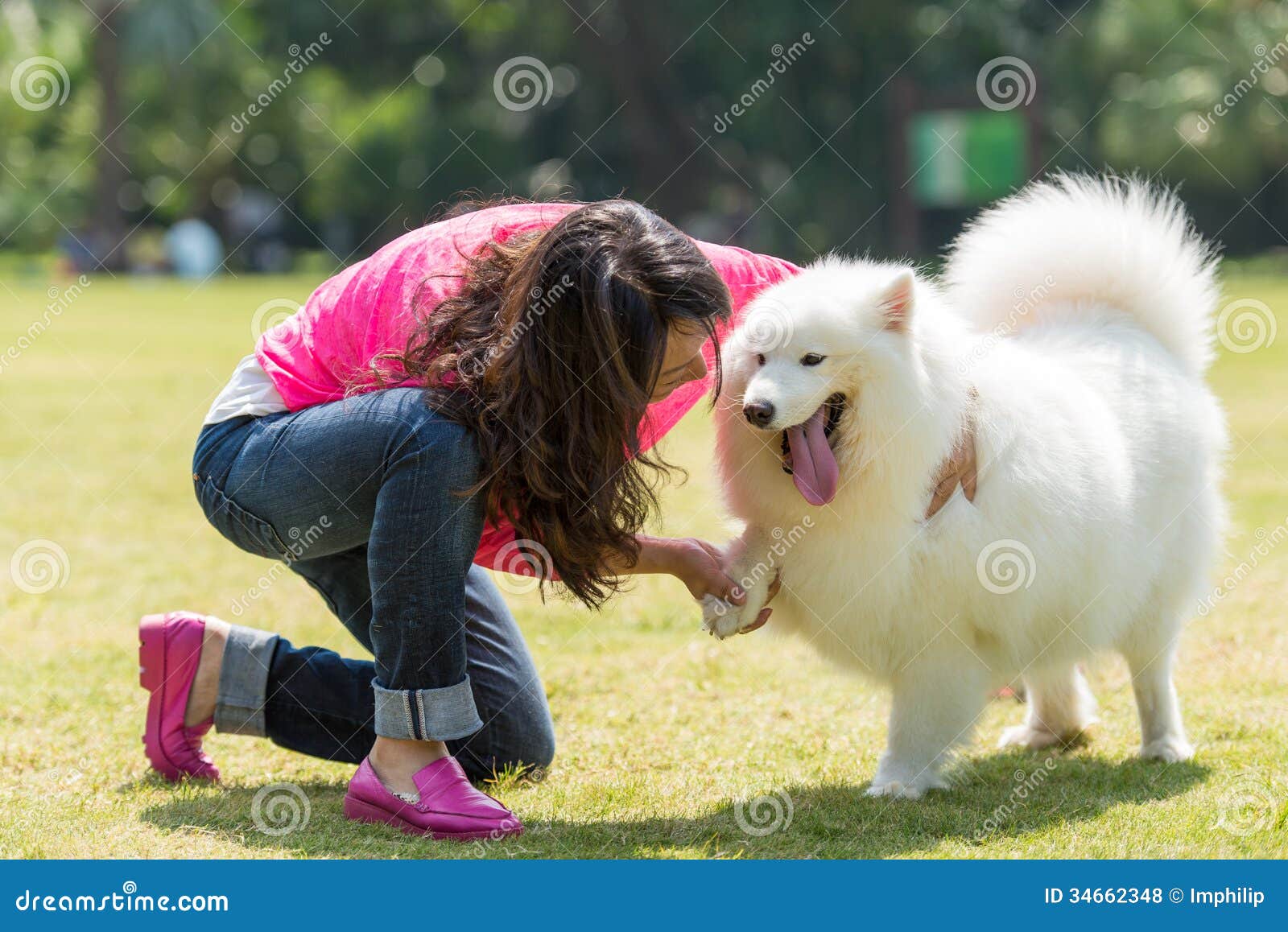 Handshake with a dog stock photo. Image of animal, hold - 34662348