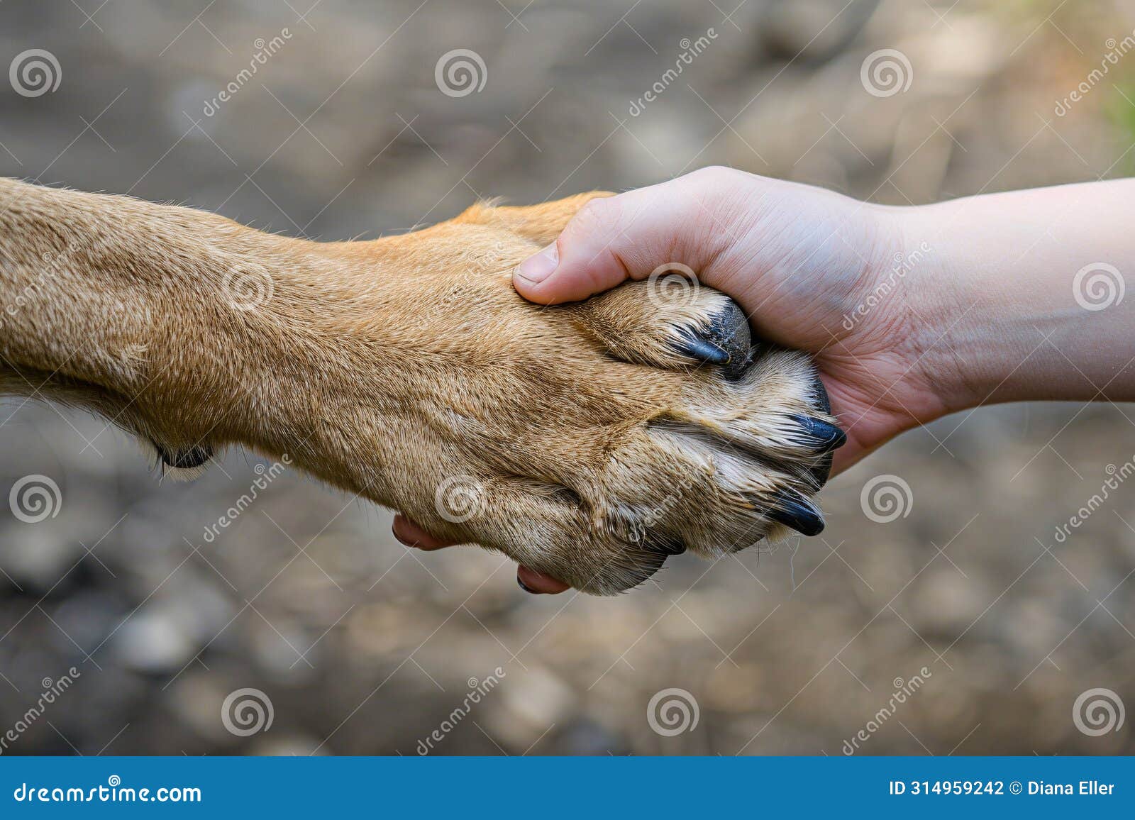 Handshake of Human Hand and Dog Paw Stock Illustration - Illustration ...
