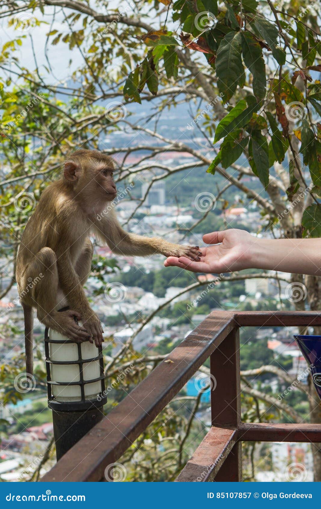 Handshake between Human Hand and Monkey Stock Image - Image of ...