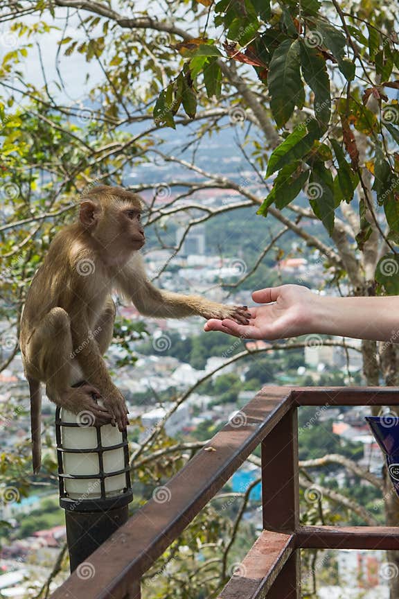 Handshake between Human Hand and Monkey Stock Image - Image of ...