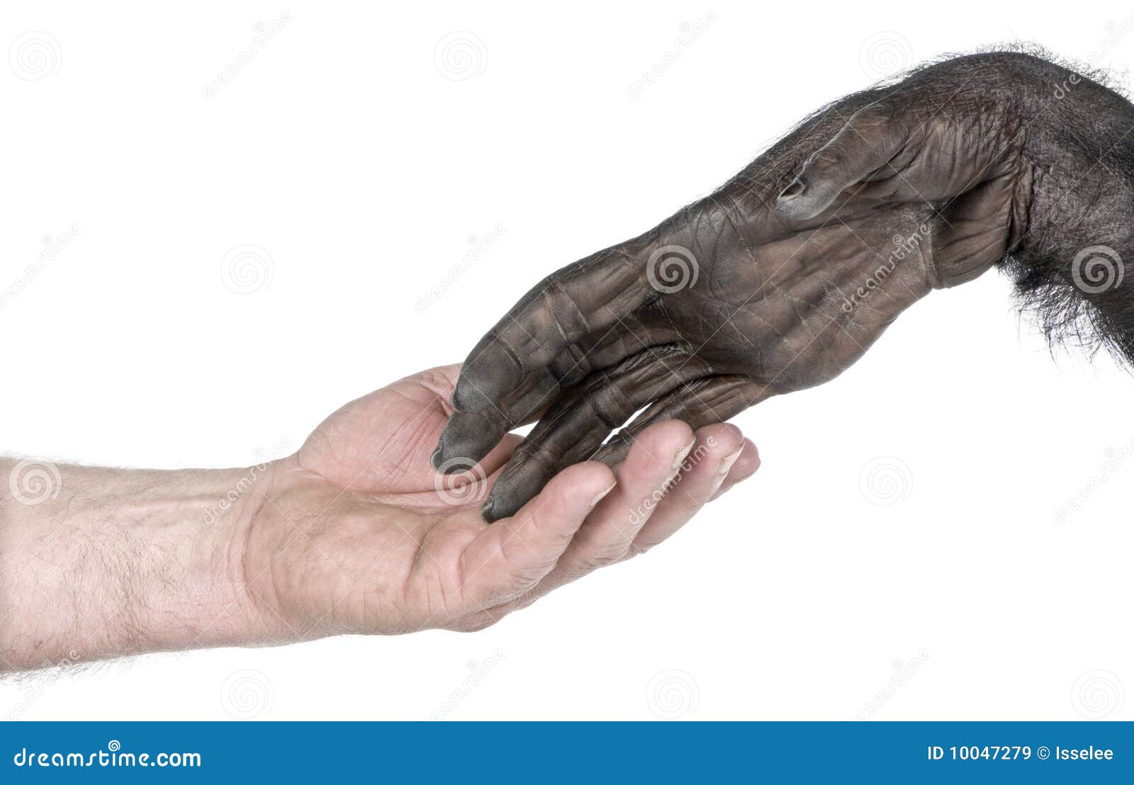 Handshake Between Human Hand And Monkey Hand Royalty Free Stock Images ...