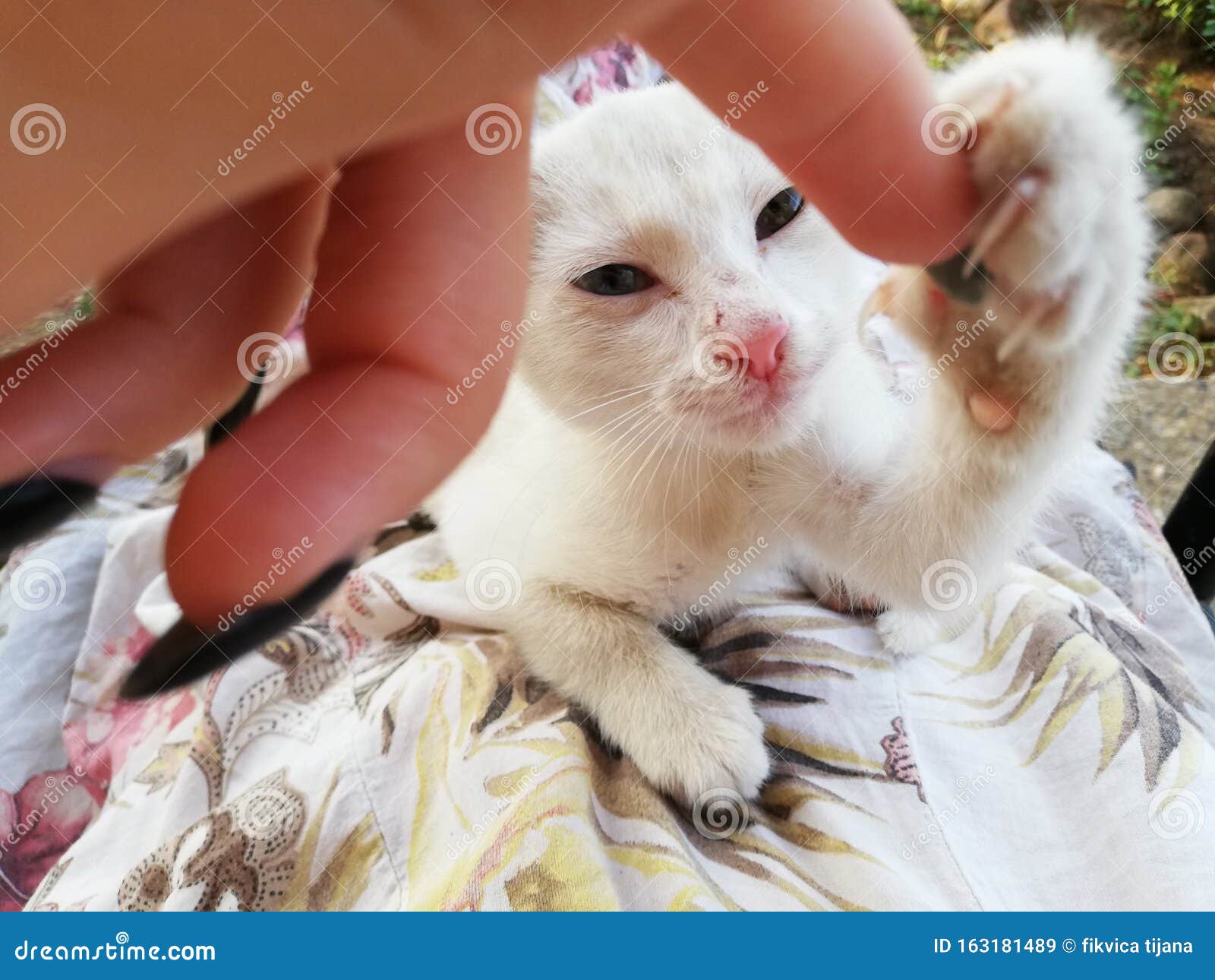 Handshake with kitten stock image. Image of cute, nails - 163181489