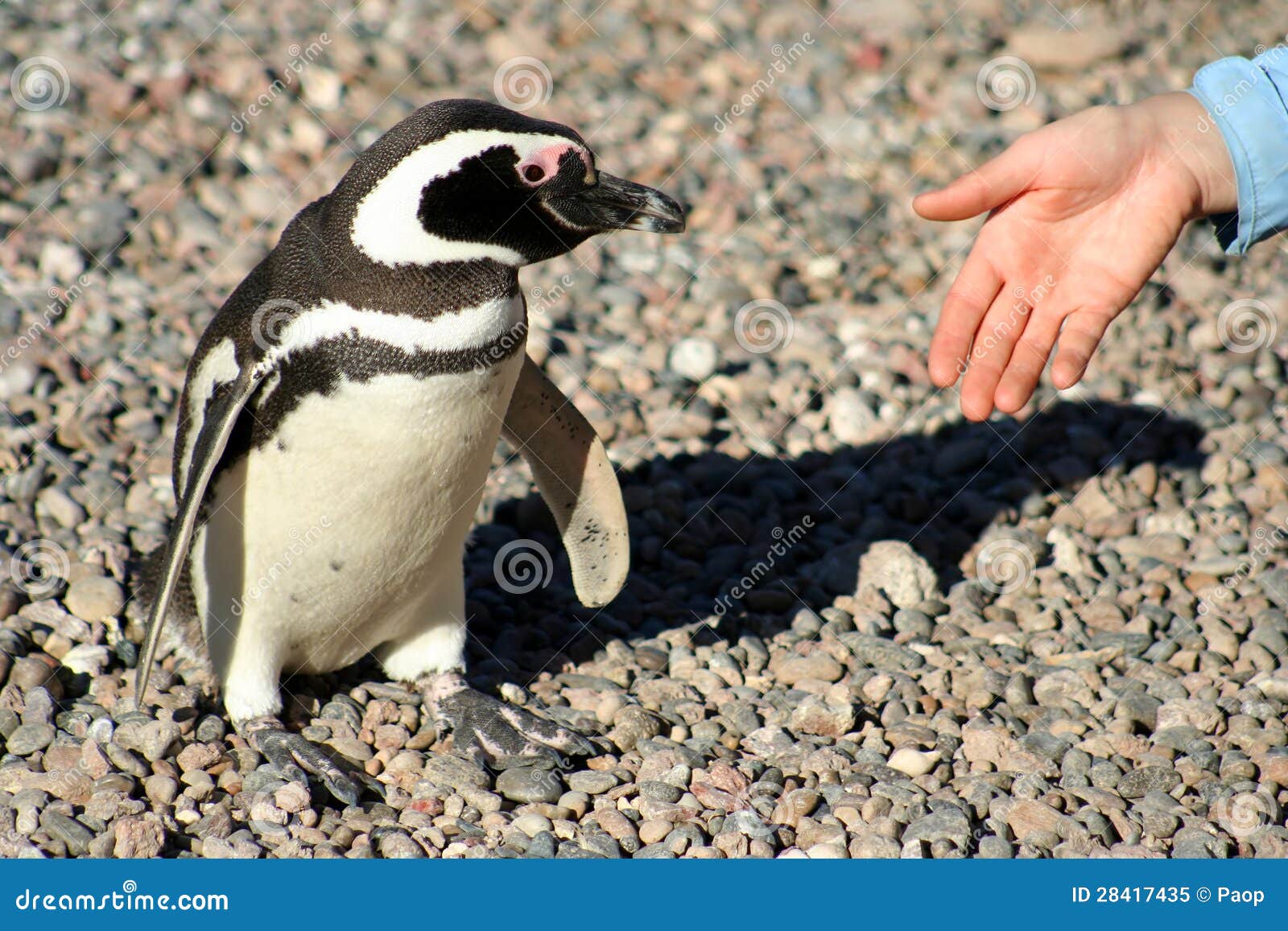 Handshake with Penguin stock image. Image of alone, hand - 28417435
