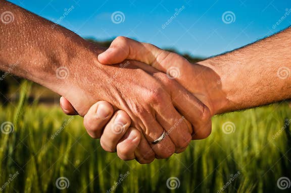 Handshake in the Wheat Field Stock Photo - Image of farm, agriculture ...