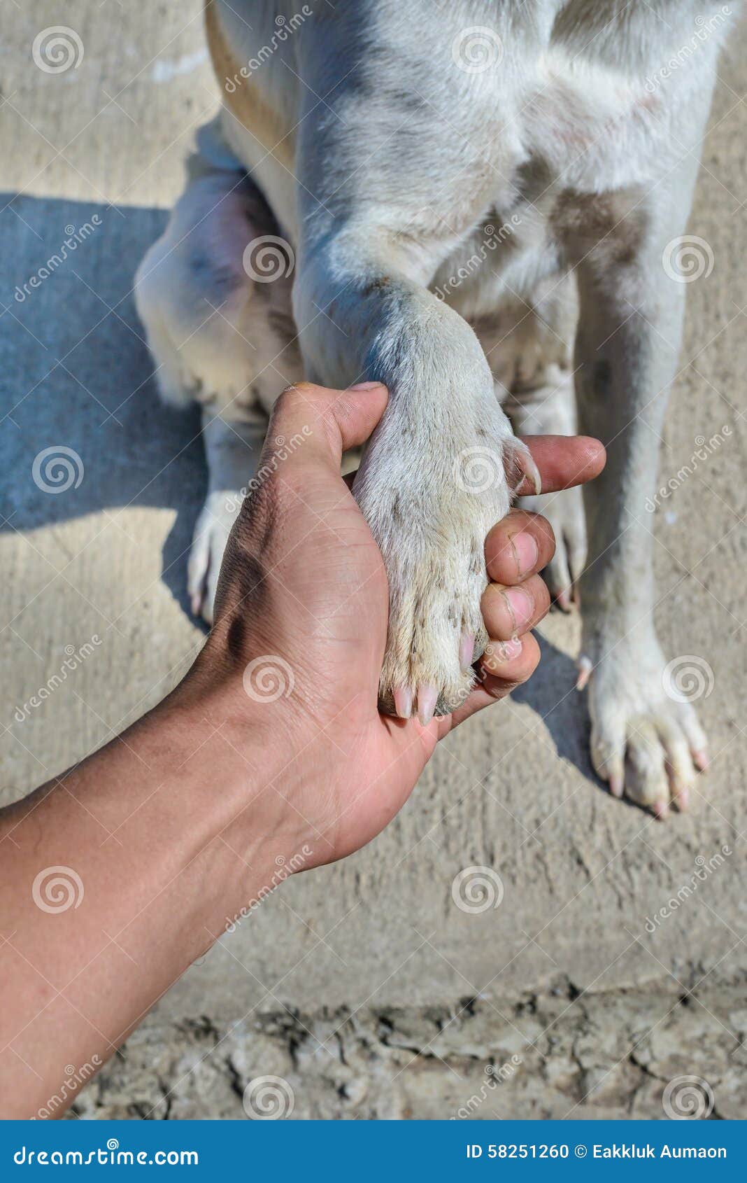 Handshake with white dog stock photo. Image of human - 58251260