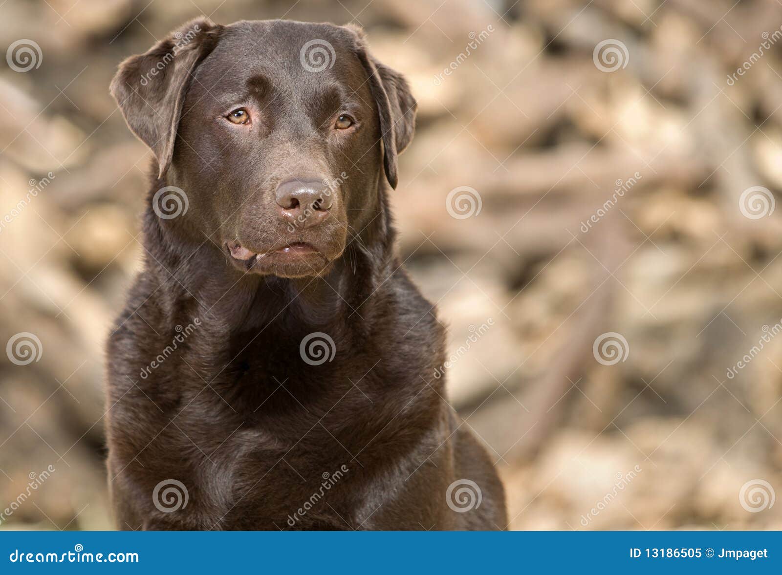 Handsome and Alert Chocolate Labrador Stock Image - Image of alert ...