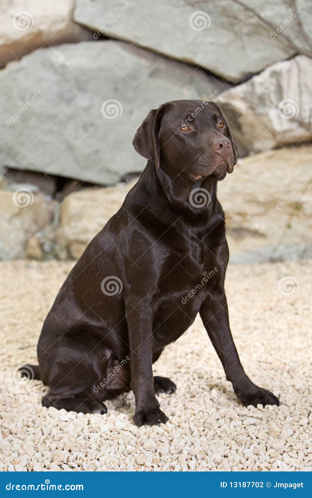 Handsome and Alert Chocolate Labrador Stock Photo - Image of stone ...