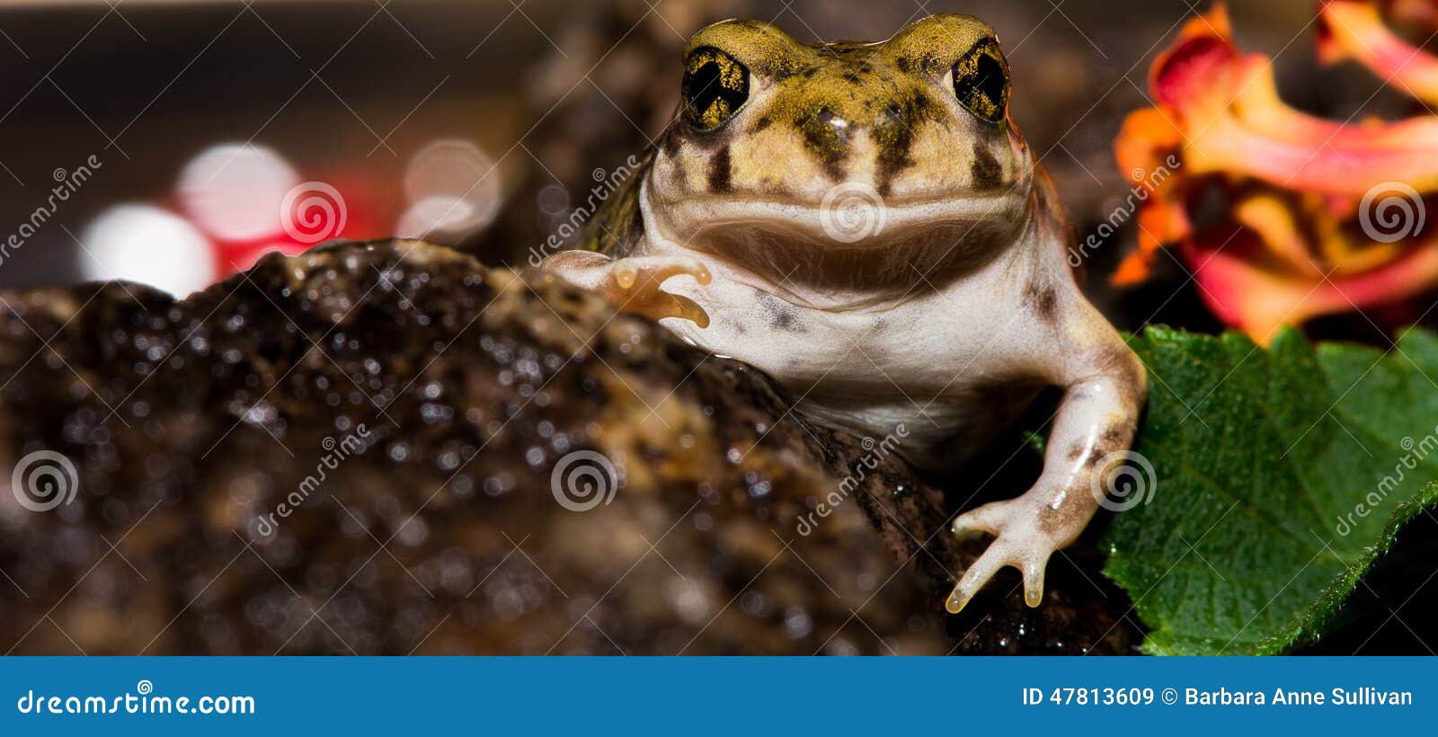 Handsome Backyard Toad stock image. Image of curious - 47813609