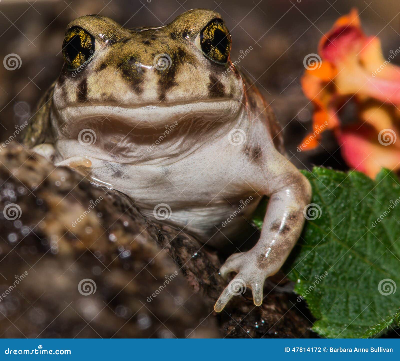 Handsome Backyard Toad stock photo. Image of flora, brown - 47814172