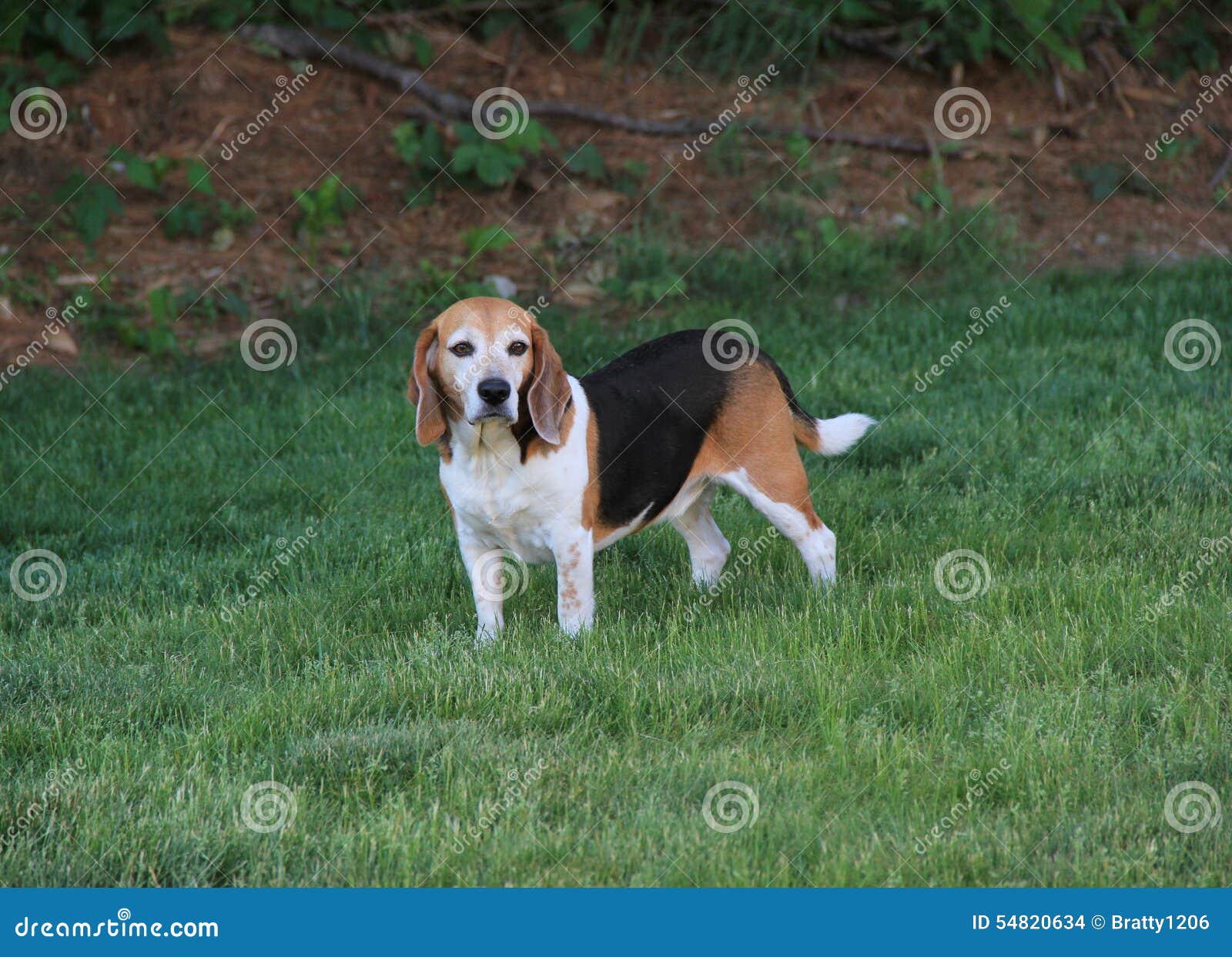 Handsome Beagle Standing on Grass in Backyard Stock Photo - Image of ...