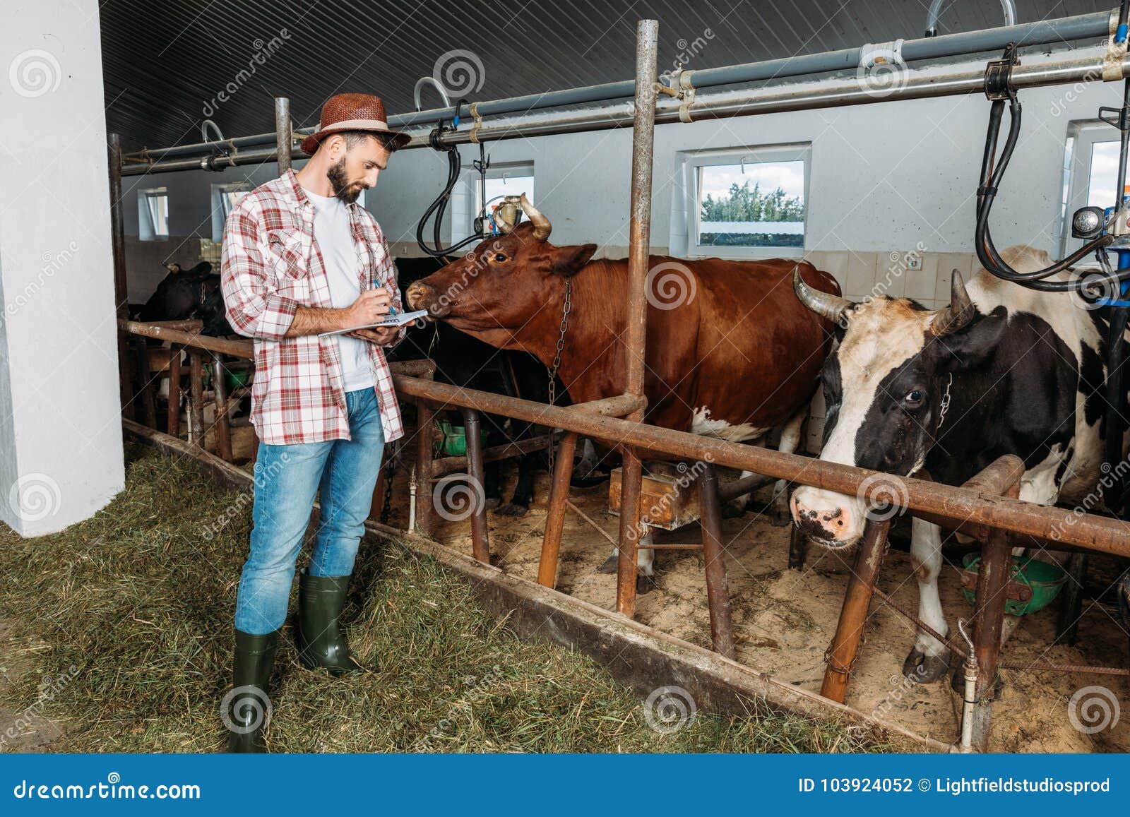 Farmer Taking Notes in Cowshed Stock Photo - Image of animals, hold ...