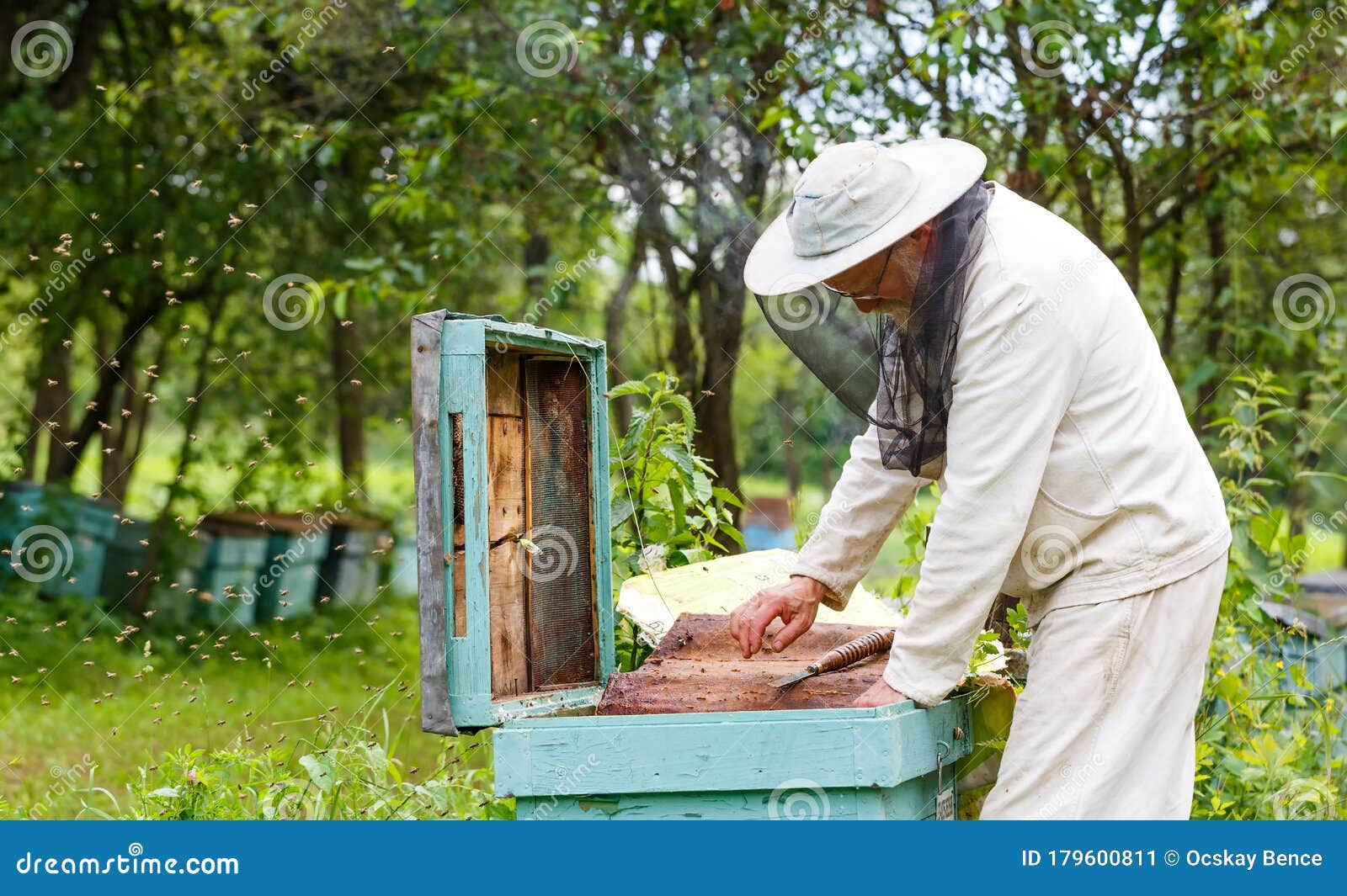 Handsome Beekeeper in Protective Uniform Checking the Beehive Stock ...