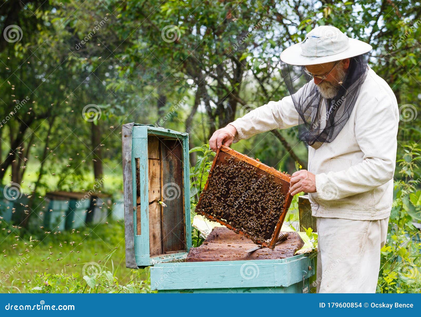 Handsome Beekeeper in Protective Uniform Checking the Beehive Stock ...