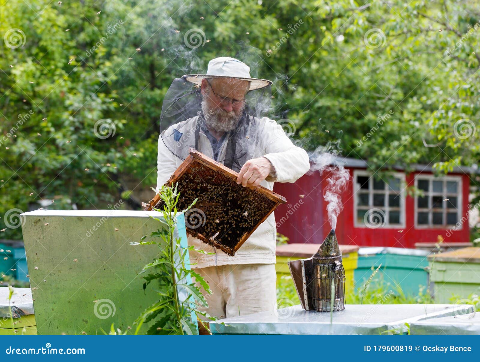 Handsome Beekeeper in Protective Uniform Checking the Beehive Stock ...