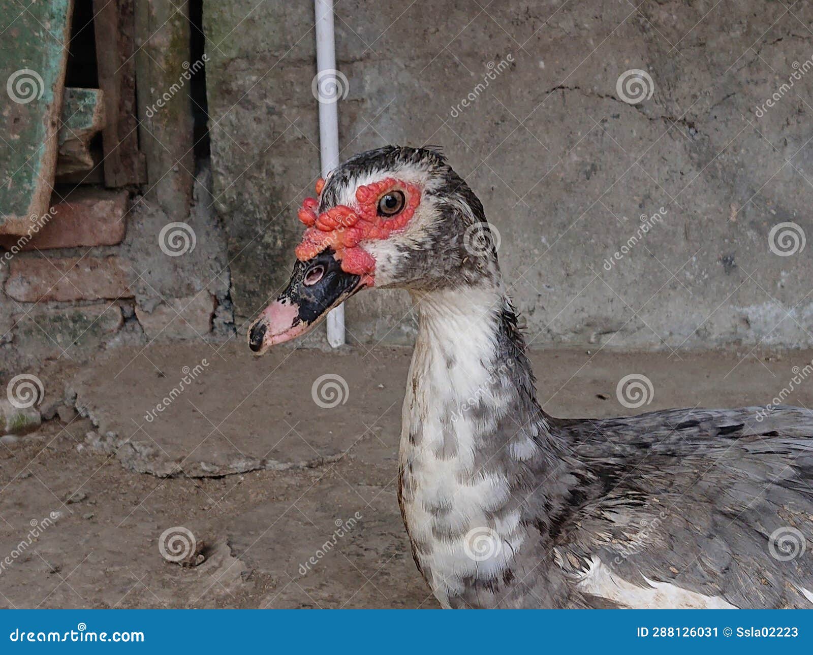 A Handsome and Big Goose Came Out of the Cage Stock Image - Image of ...