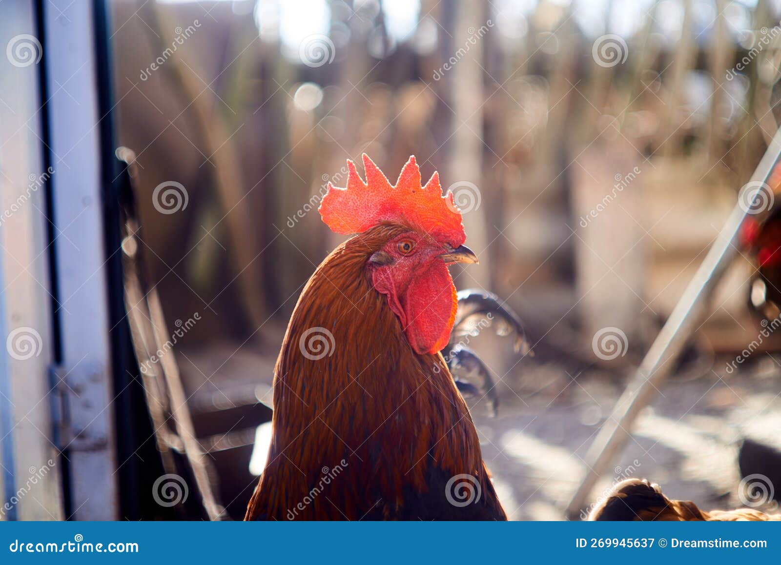 Handsome Black Hairy Red Combed Rooster Stock Image - Image of fowl ...