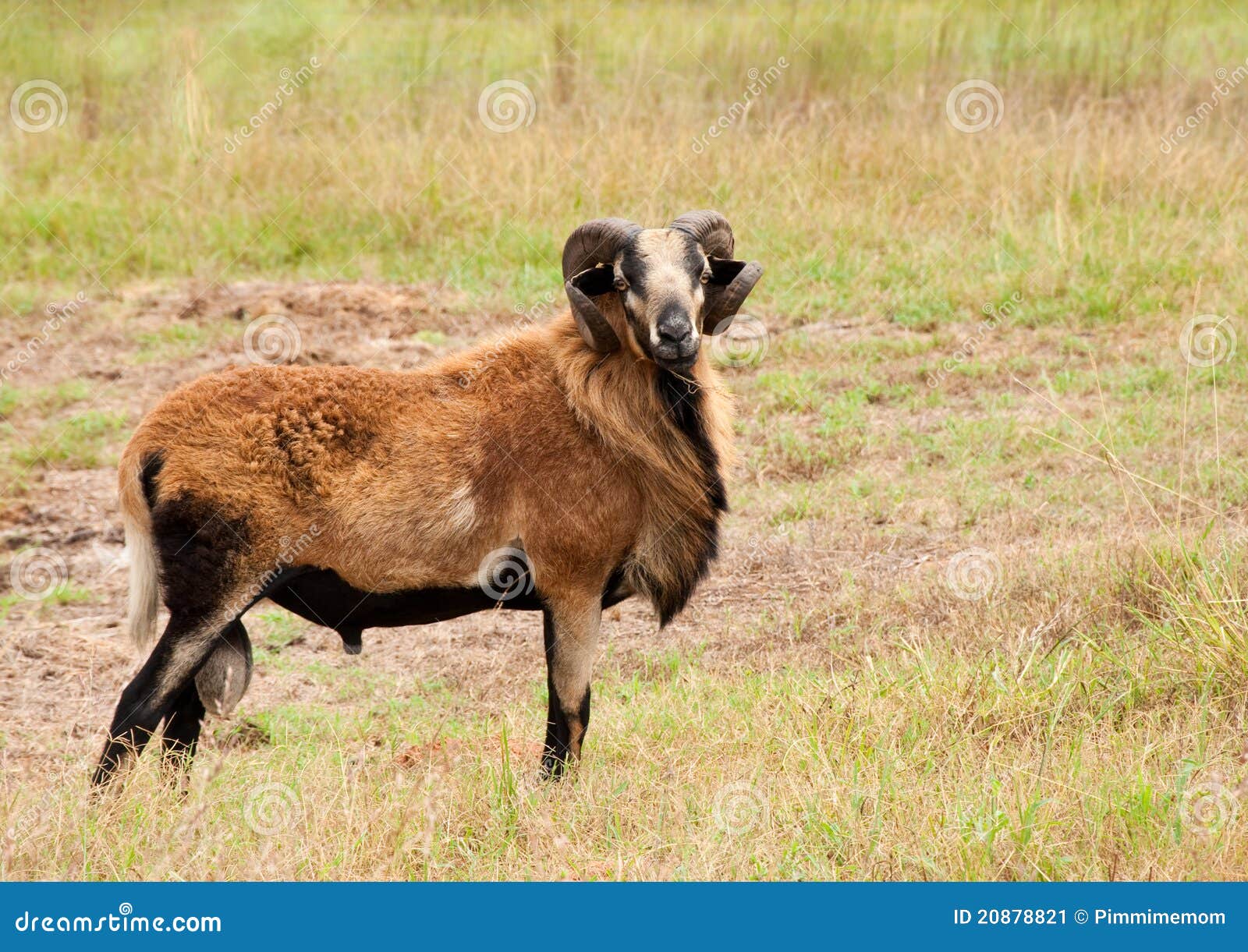 Handsome black and tan ram stock image. Image of animal - 20878821