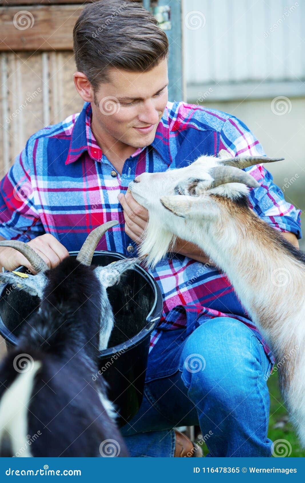Handsome Blond Man Feeding Goats at a Farm Stock Image - Image of ...