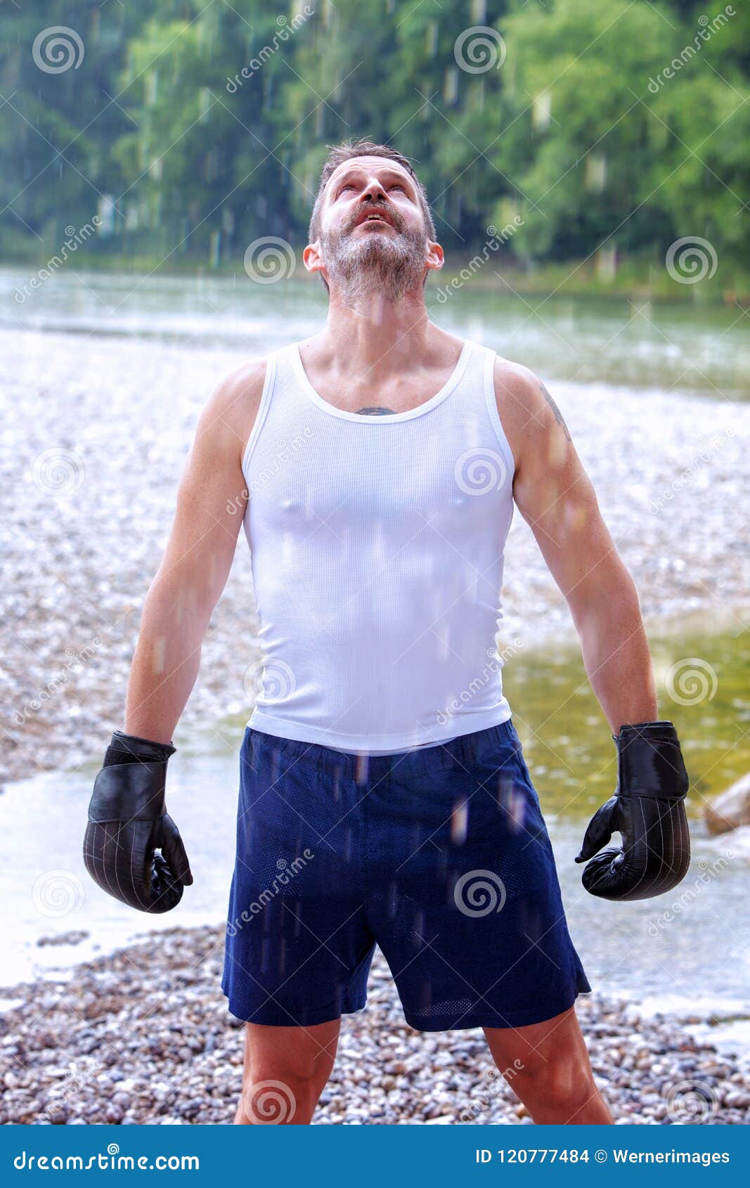 Handsome Boxer Standing Outdoors in the Rain Stock Photo - Image of ...