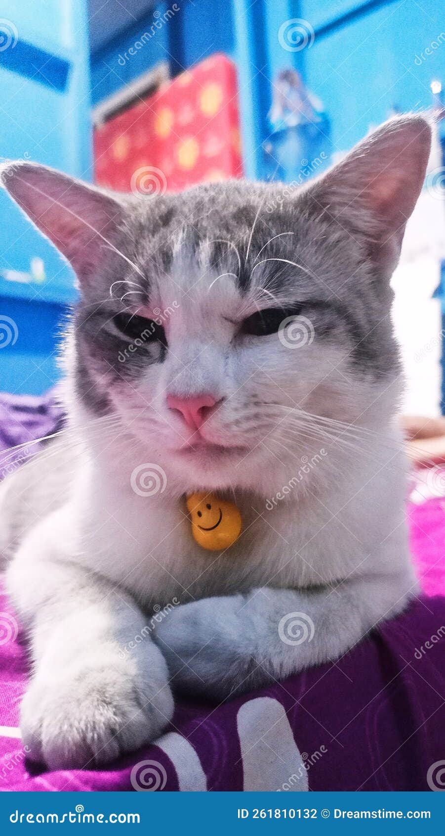 A handsome, brooding cat stock photo. Image of brooding - 261810132