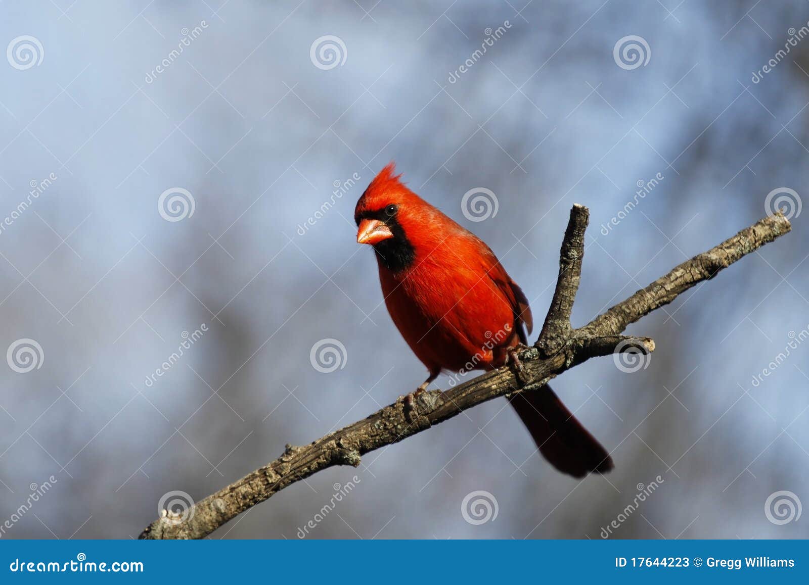 Handsome Cardinal stock image. Image of cardinal, colorful - 17644223