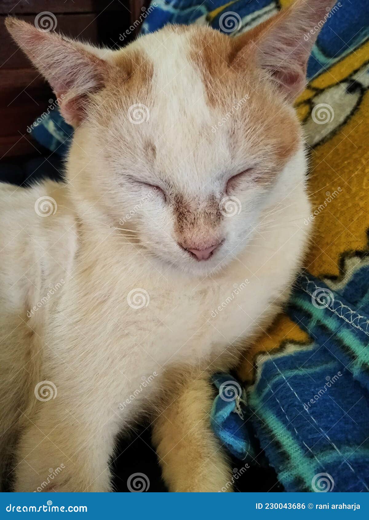 A Handsome Cat Stock Photography | CartoonDealer.com #230043686