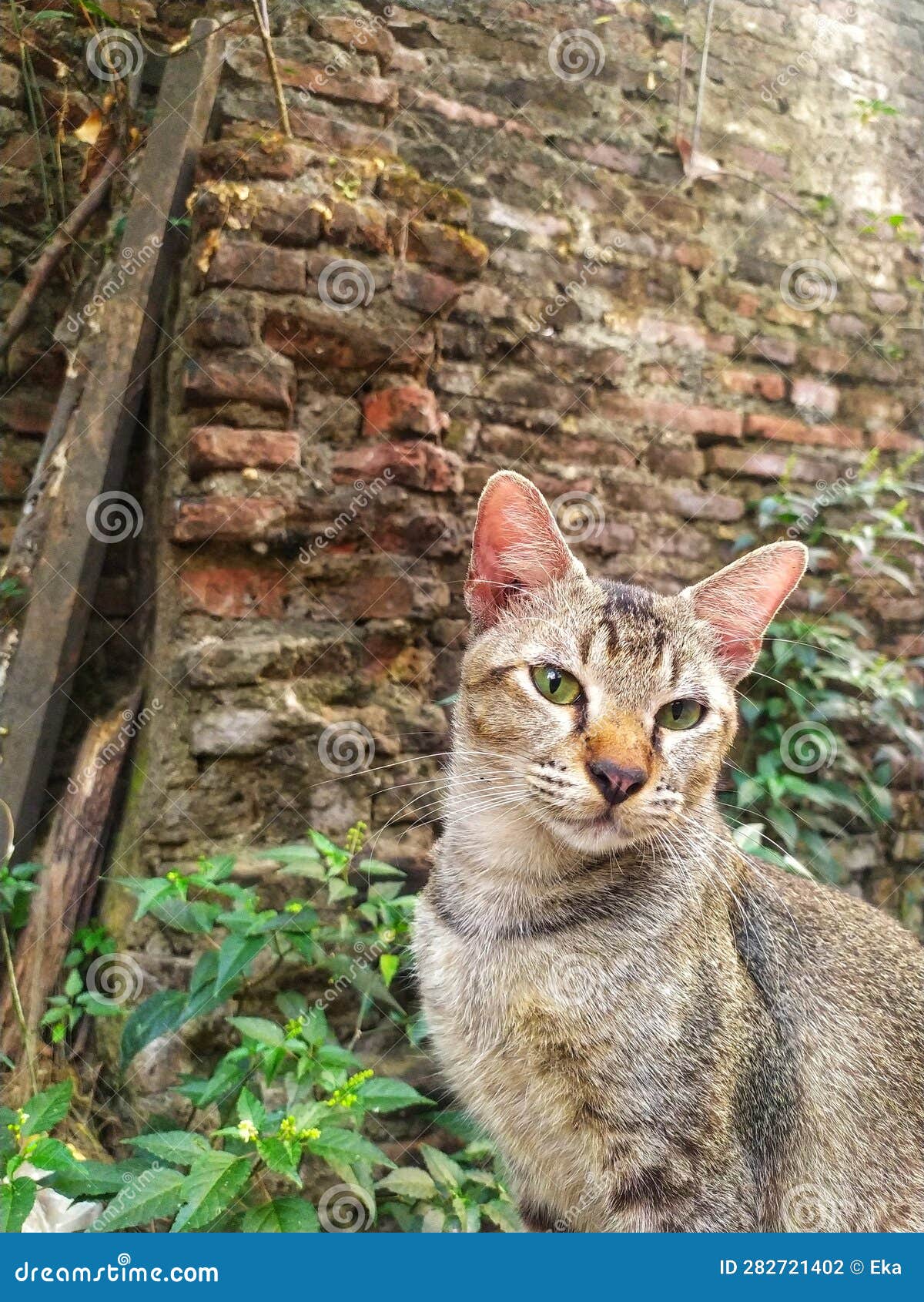 A Handsome Cat with Gray and Brown Stock Photo - Image of line ...