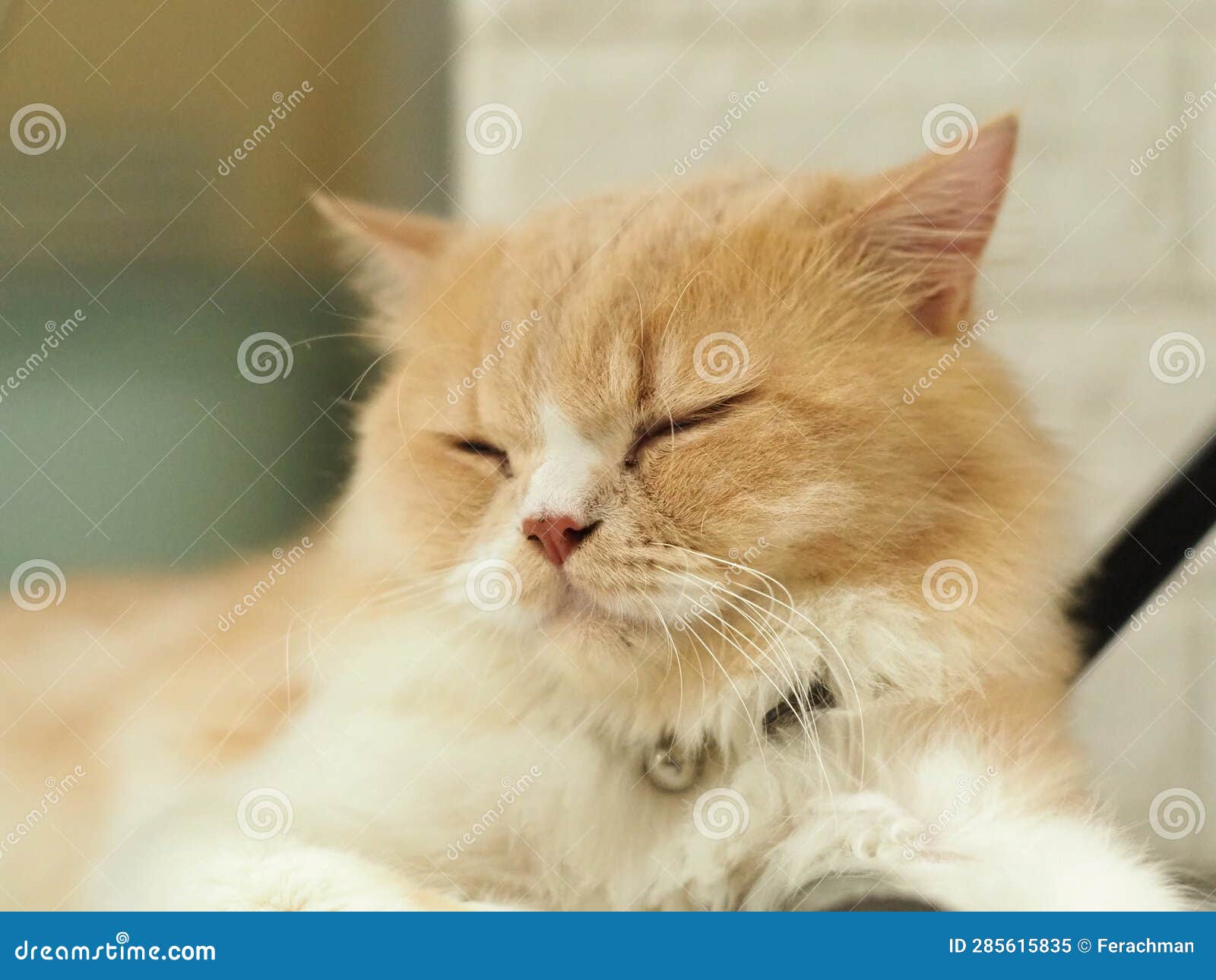 Handsome Cat potrait photo stock image. Image of handsome - 285615835