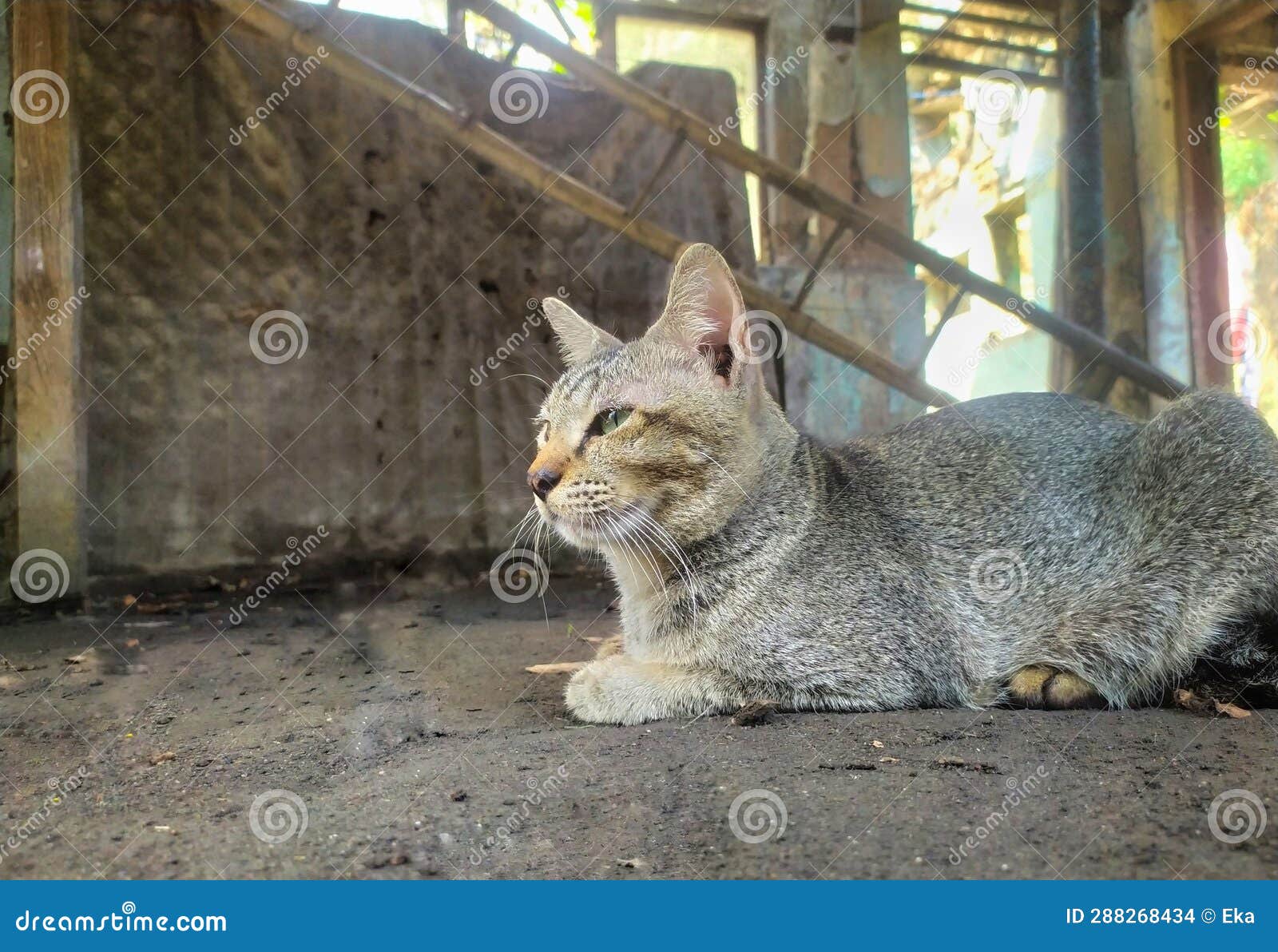 A Handsome Cat Relaxes on the Ground Stock Photo - Image of mammal ...