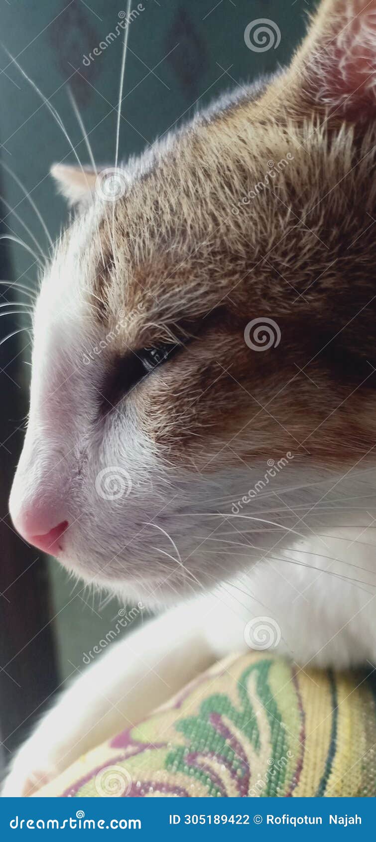 Handsome cat stock photo. Image of unique, black, mammals - 305189422