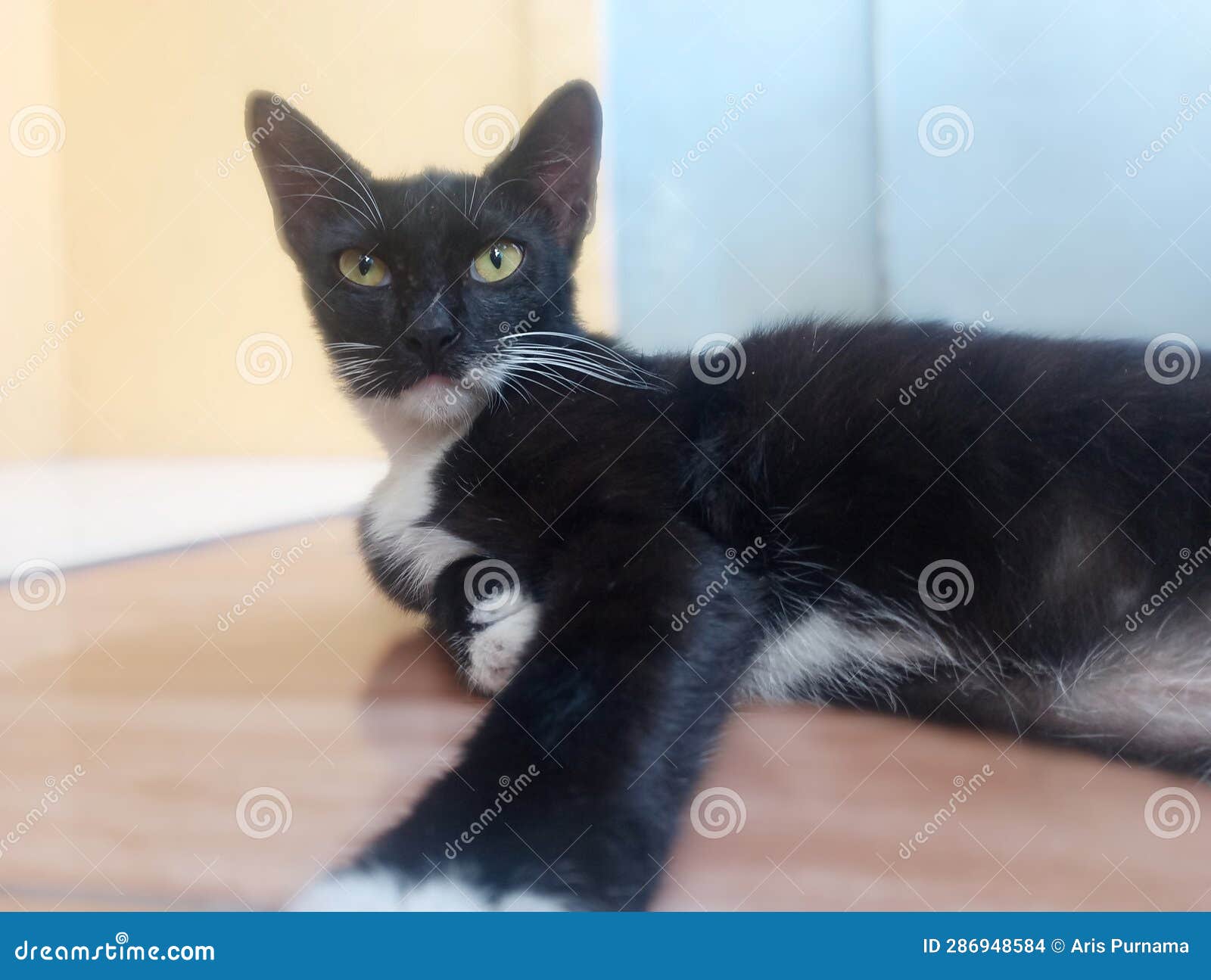 Handsome Cat is in Style on the Terrace of the House Stock Photo ...