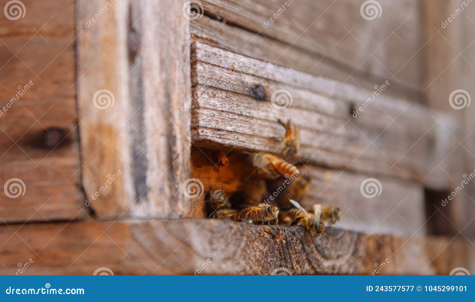 Handsome Chinese bee stock image. Image of animal, invertebrate - 243577577