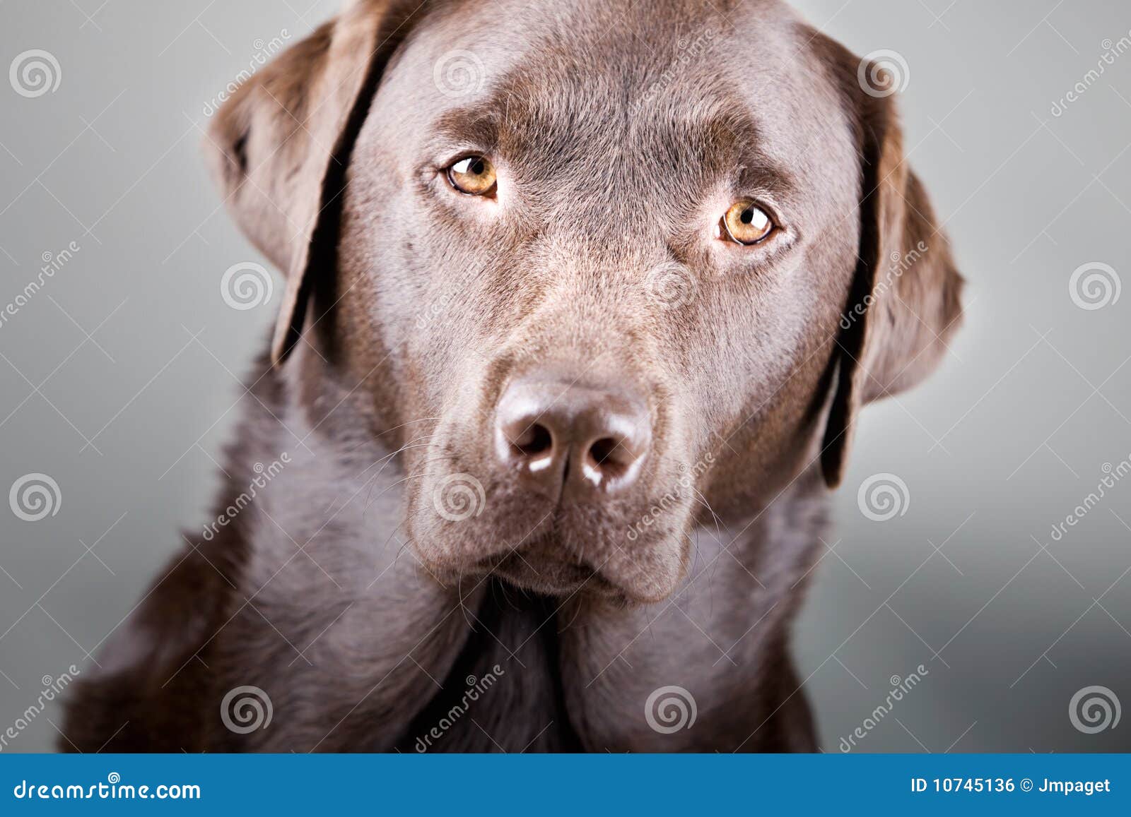 Handsome Chocolate Labrador Stock Photo - Image of pedigree, chocolate ...