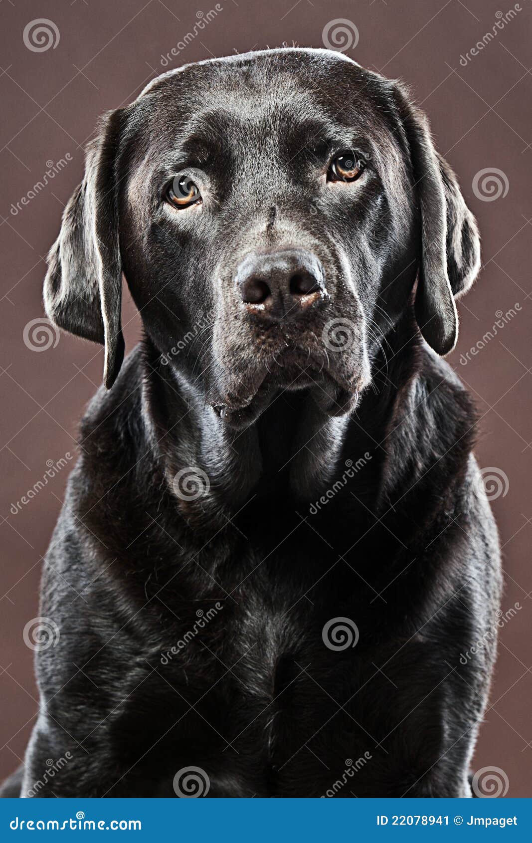 Handsome Chocolate Labrador Stock Image - Image of labrador, sadness ...