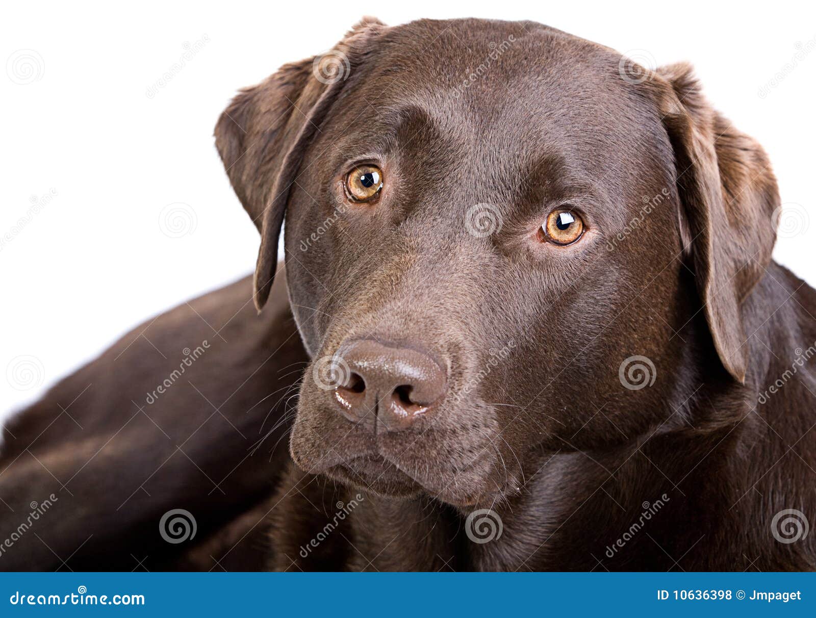 Handsome Chocolate Labrador Against White Stock Photo - Image of ...
