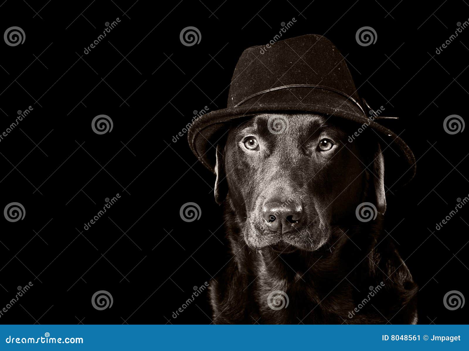 Handsome Chocolate Labrador in Black Hat Stock Image - Image of trilby ...