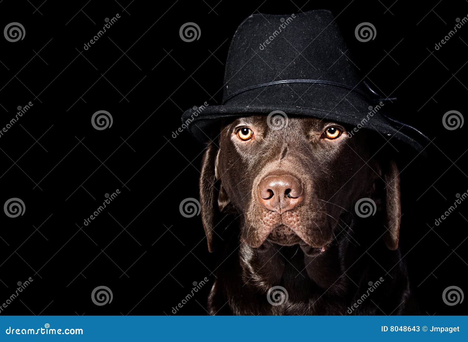 Chocolate Lab Hat Stock Photos - Free & Royalty-Free Stock Photos from ...