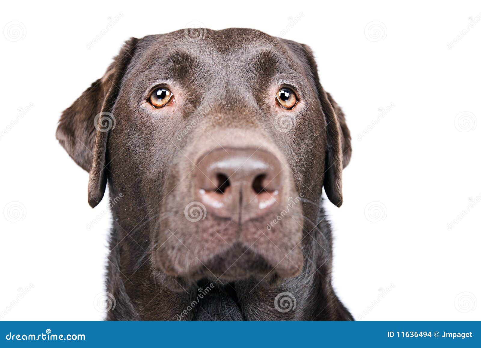 Handsome Chocolate Labrador Head Stock Photo - Image of purebred, hound ...