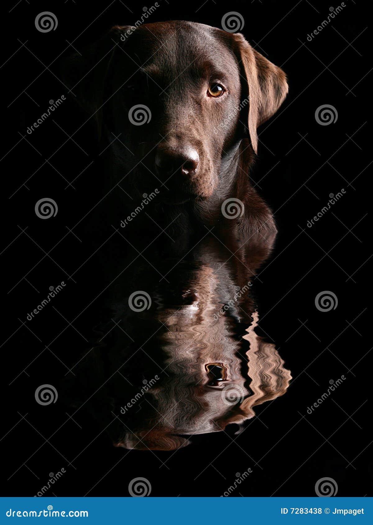 Handsome Chocolate Labrador S Head Reflected Stock Photo - Image of ...