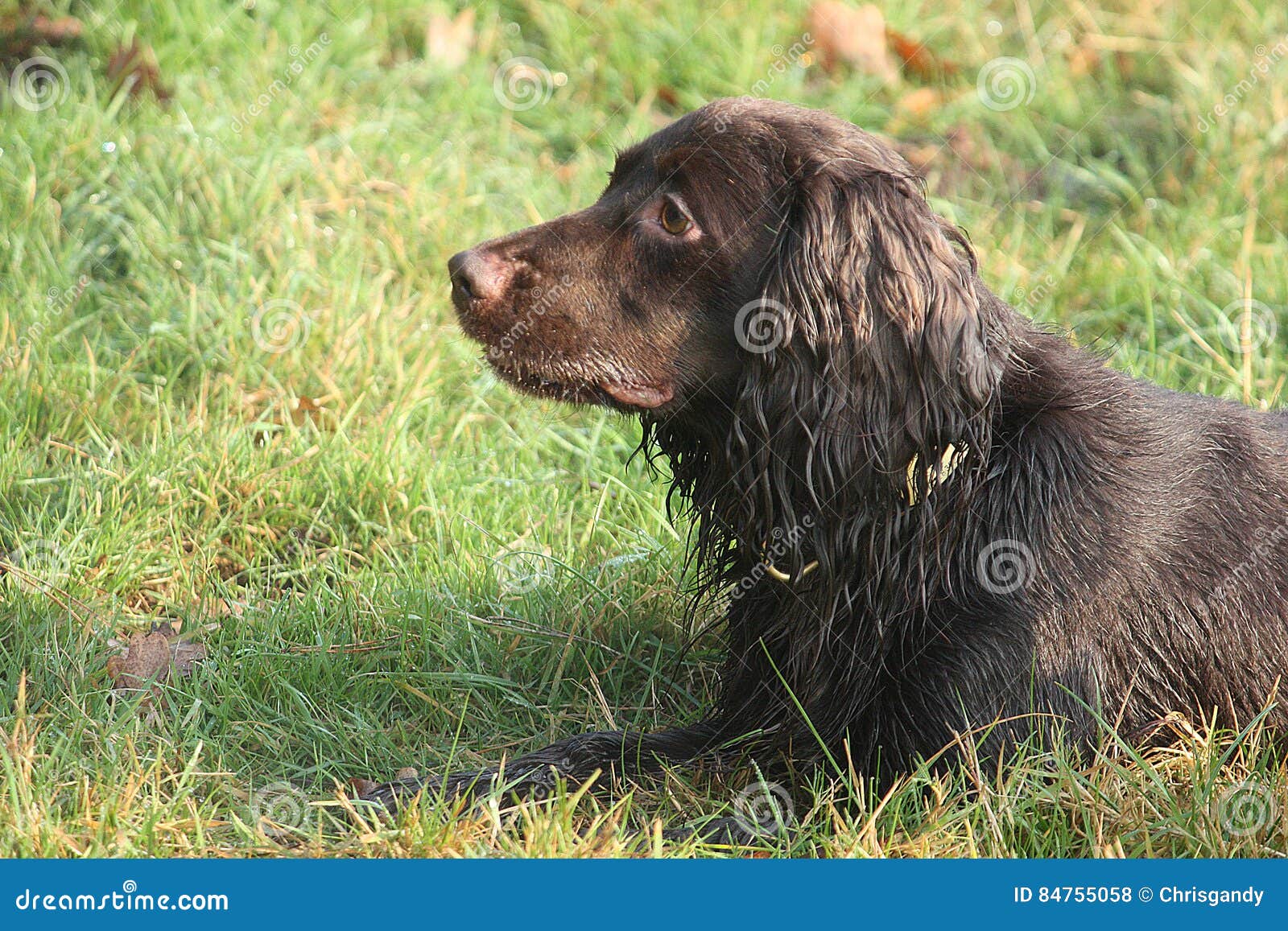 Handsome Chocolate Working Type Cocker Spaniel Pet Gundog Stock Photo ...