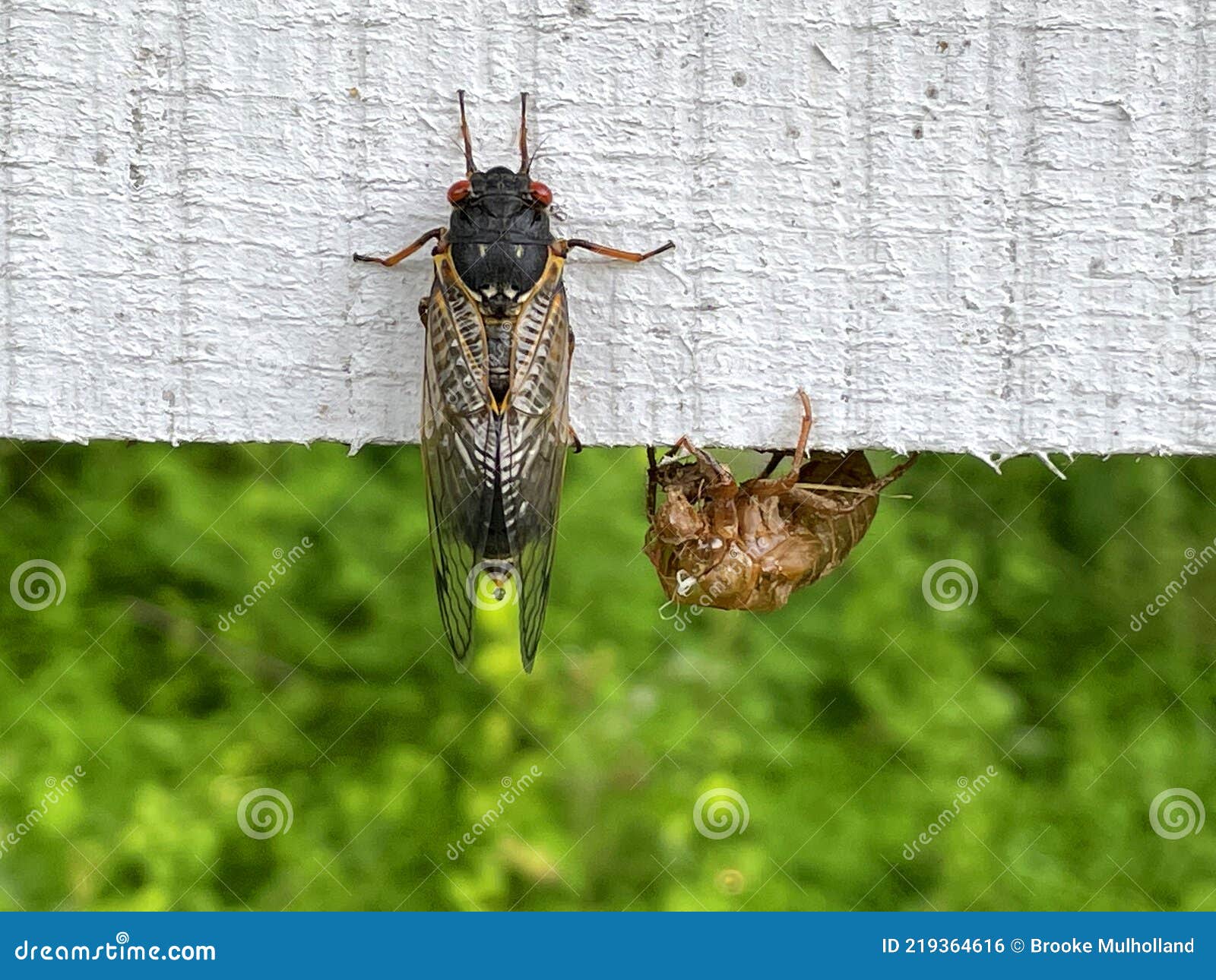 Cicada Gorgeous Wing With Shells Stock Image | CartoonDealer.com #219364609
