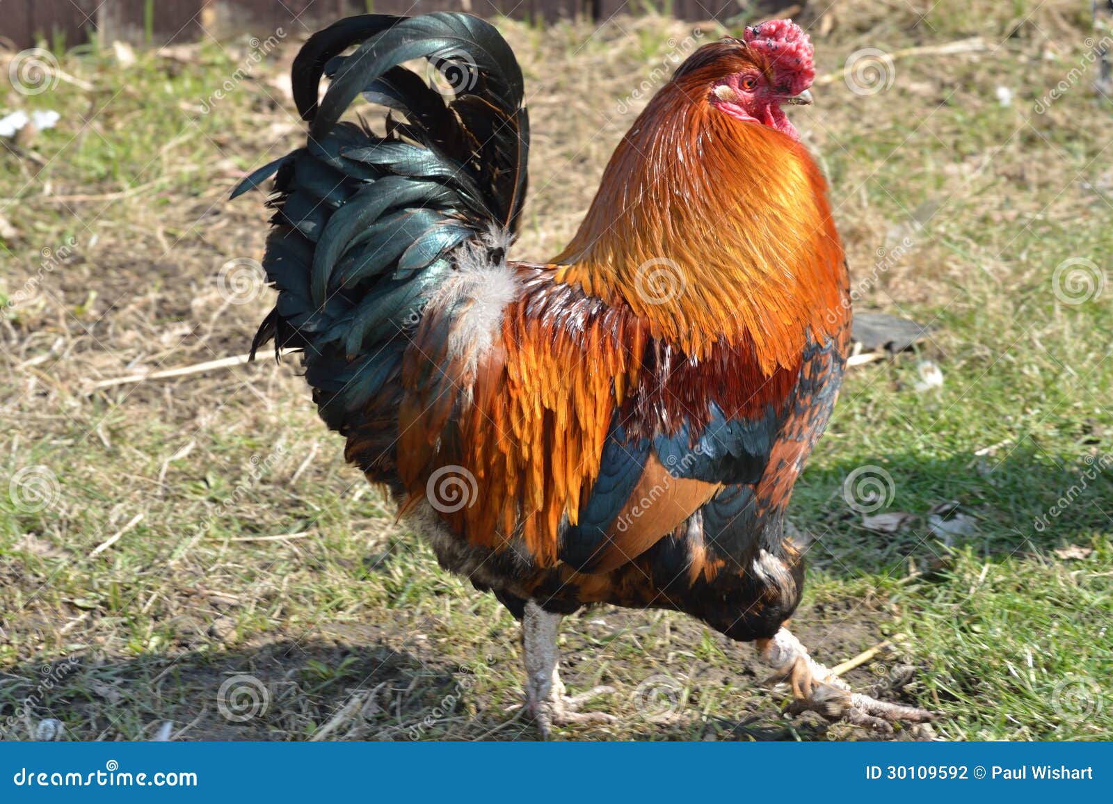 Handsome Cockerel stock photo. Image of cockrel, colourful - 30109592