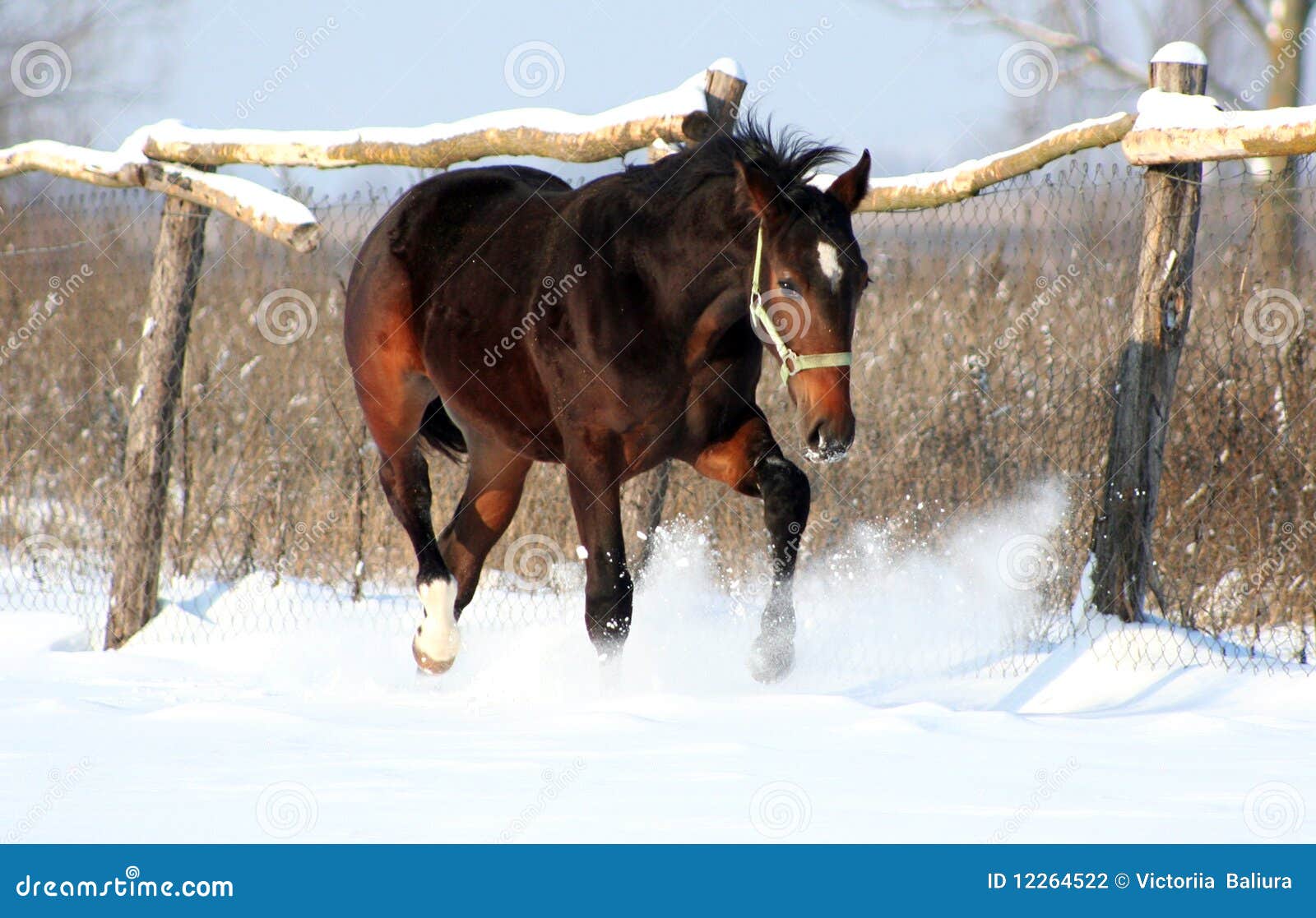 Handsome colt stock photo. Image of stallion, winter - 12264522