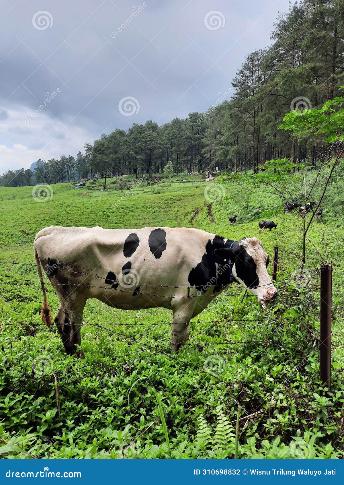 Handsome Cow, Looks Clean and Full Stock Photo - Image of fresh, clean ...
