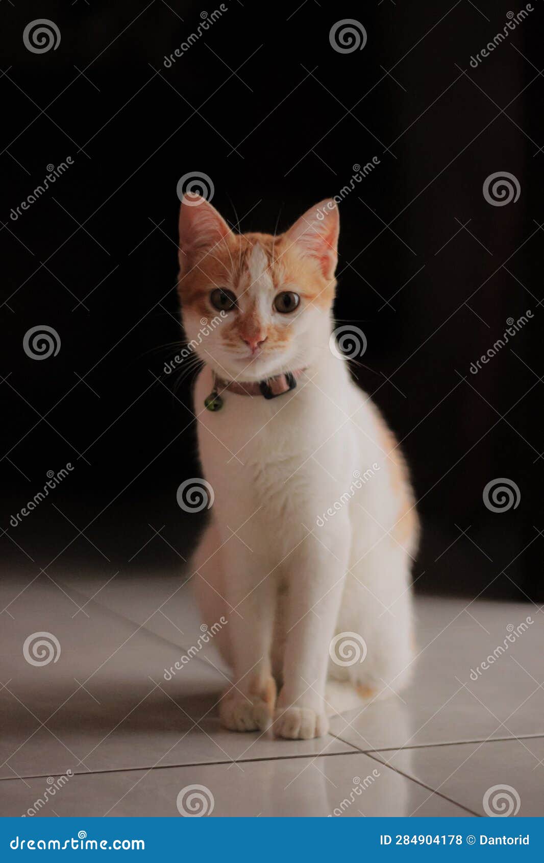 Handsome and Cute Cat with a Very Calm Pose Stock Photo - Image of ...