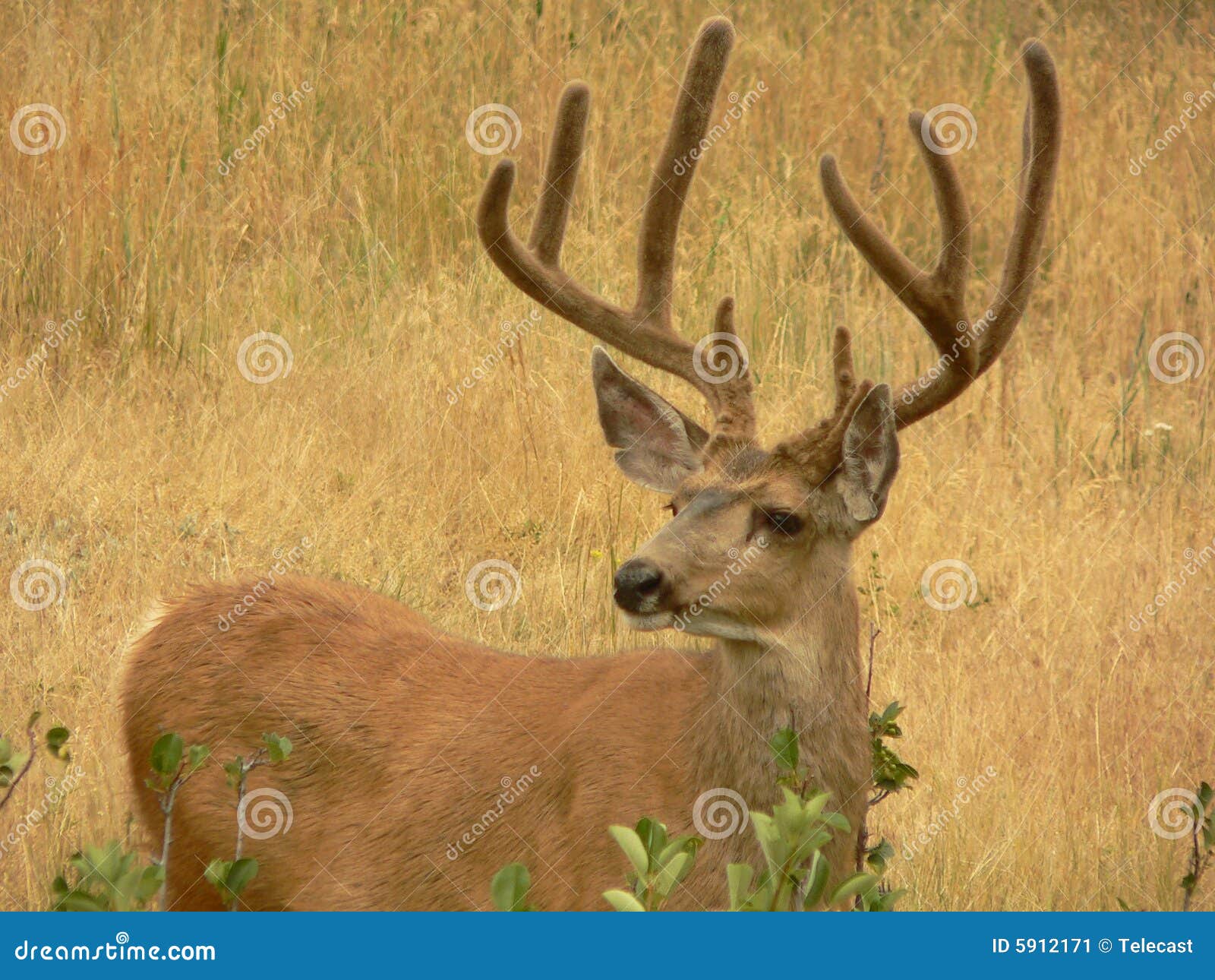 Handsome Deer stock image. Image of rutting, male, mammal - 5912171